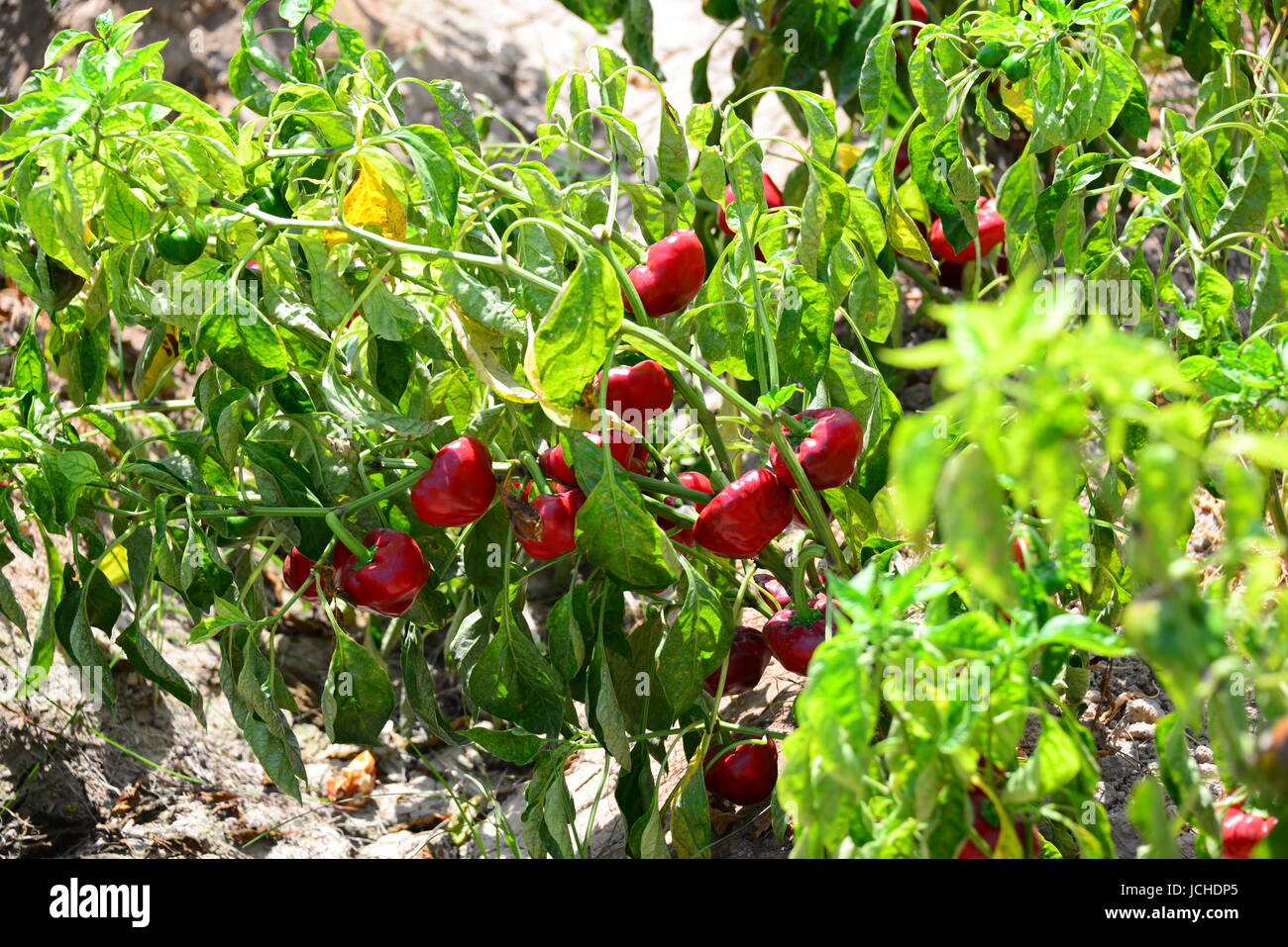 paprika capsicum peperoni Stock Photo - Alamy