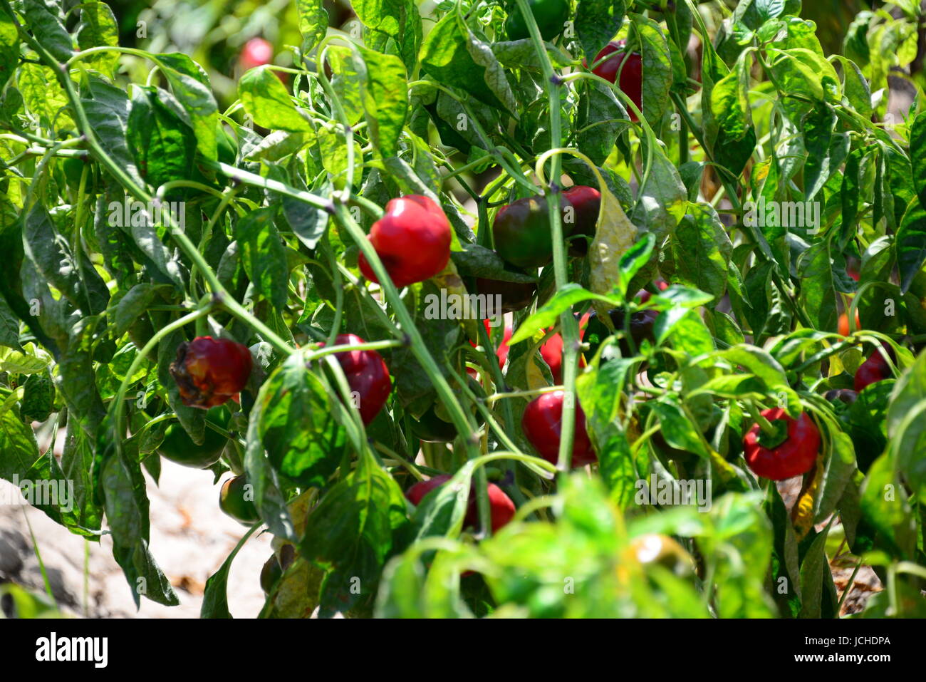 paprika capsicum peperoni Stock Photo - Alamy