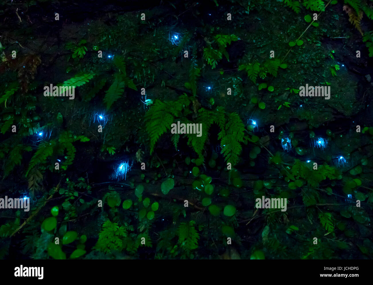 Amazing waitomo Glow worm in Caves, located in New Zealand Stock Photo ...