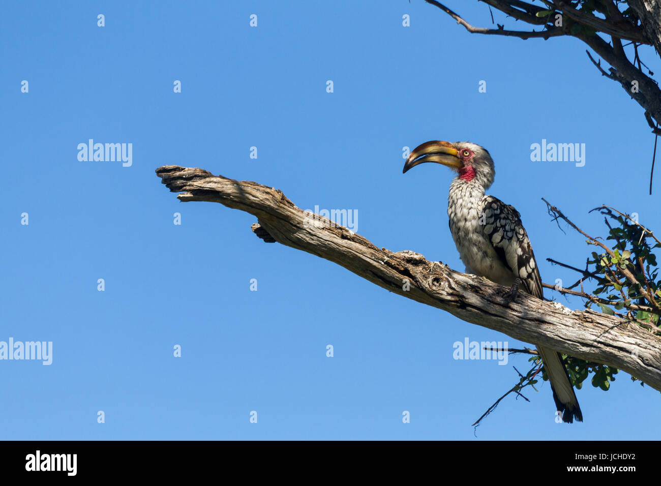 Flying banana bird hi-res stock photography and images - Alamy
