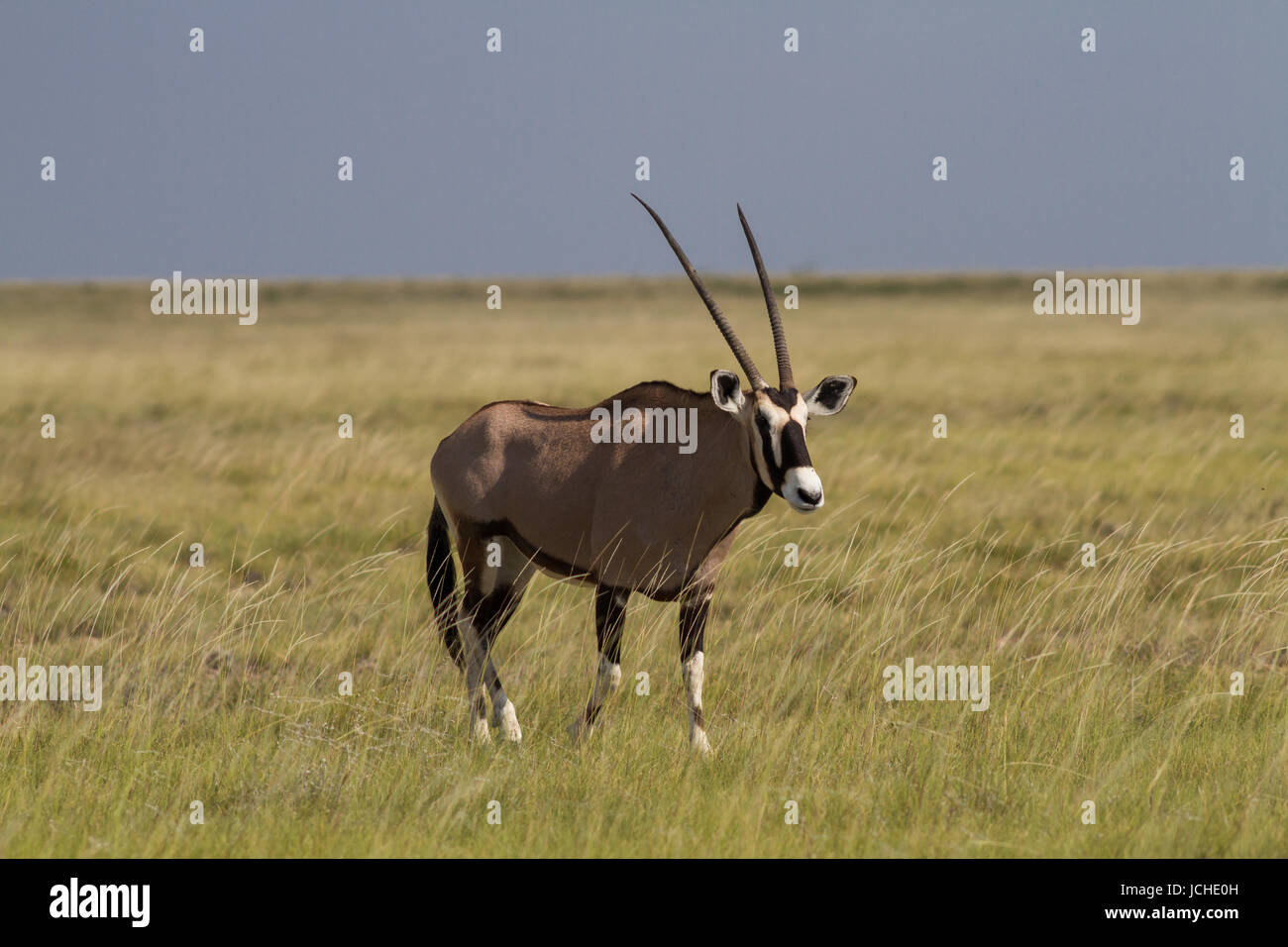 Antelope savanna namibia hi-res stock photography and images - Alamy