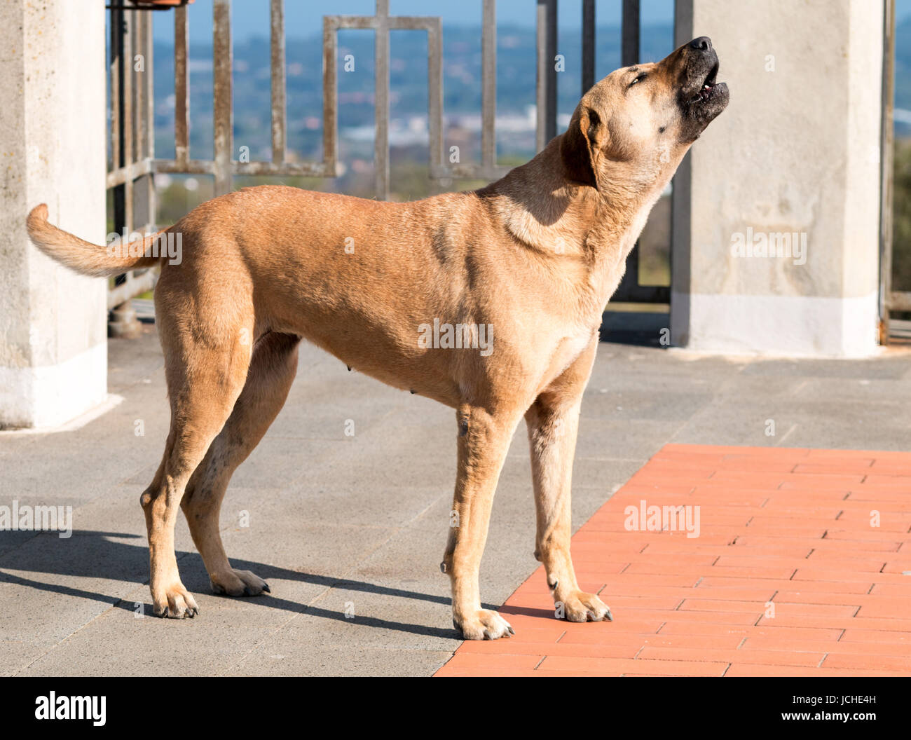Siberian husky howling hi-res stock photography and images - Alamy