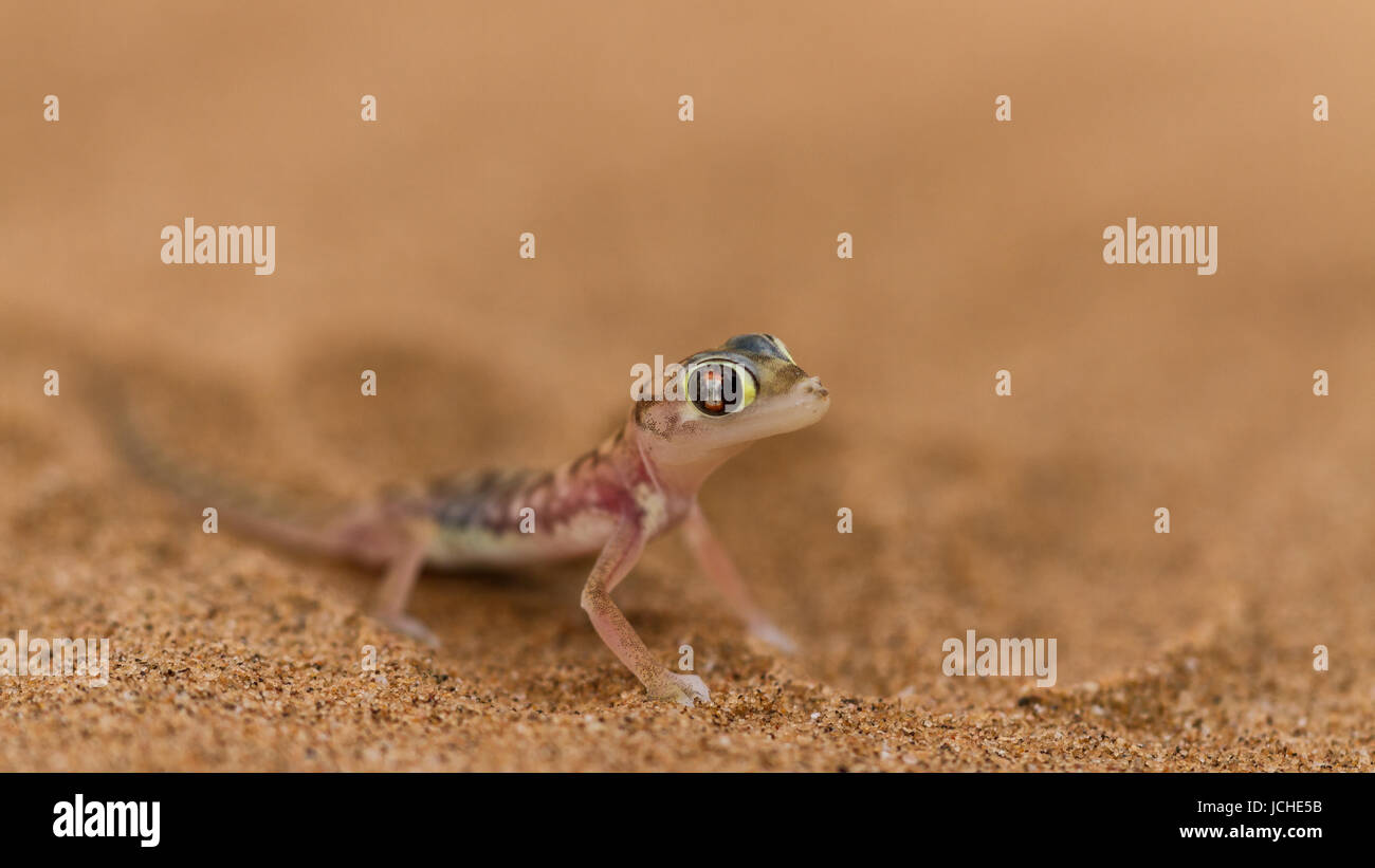 Desert gecko hi-res stock photography and images - Alamy