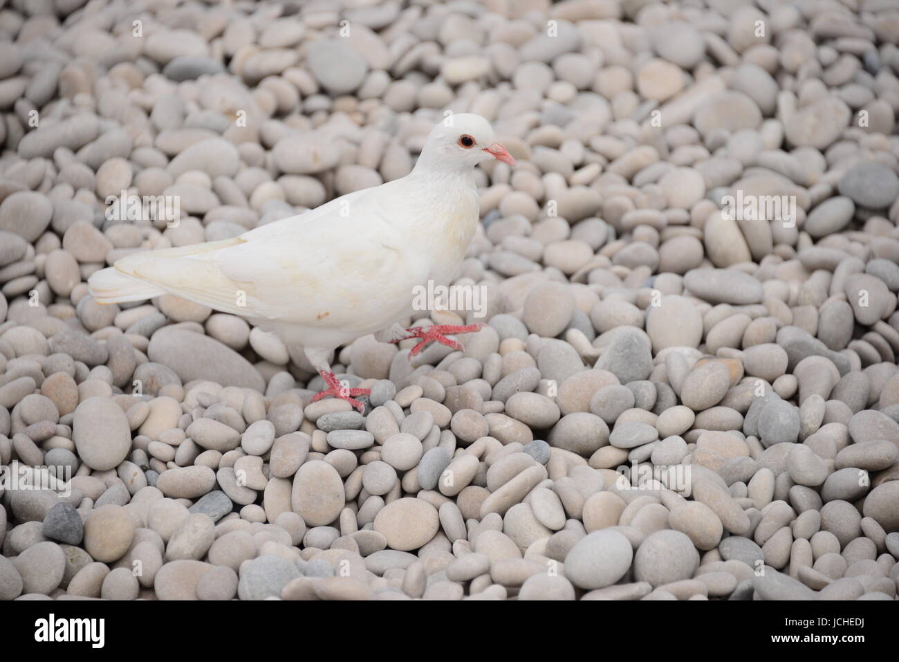 gulls in spain Stock Photo - Alamy