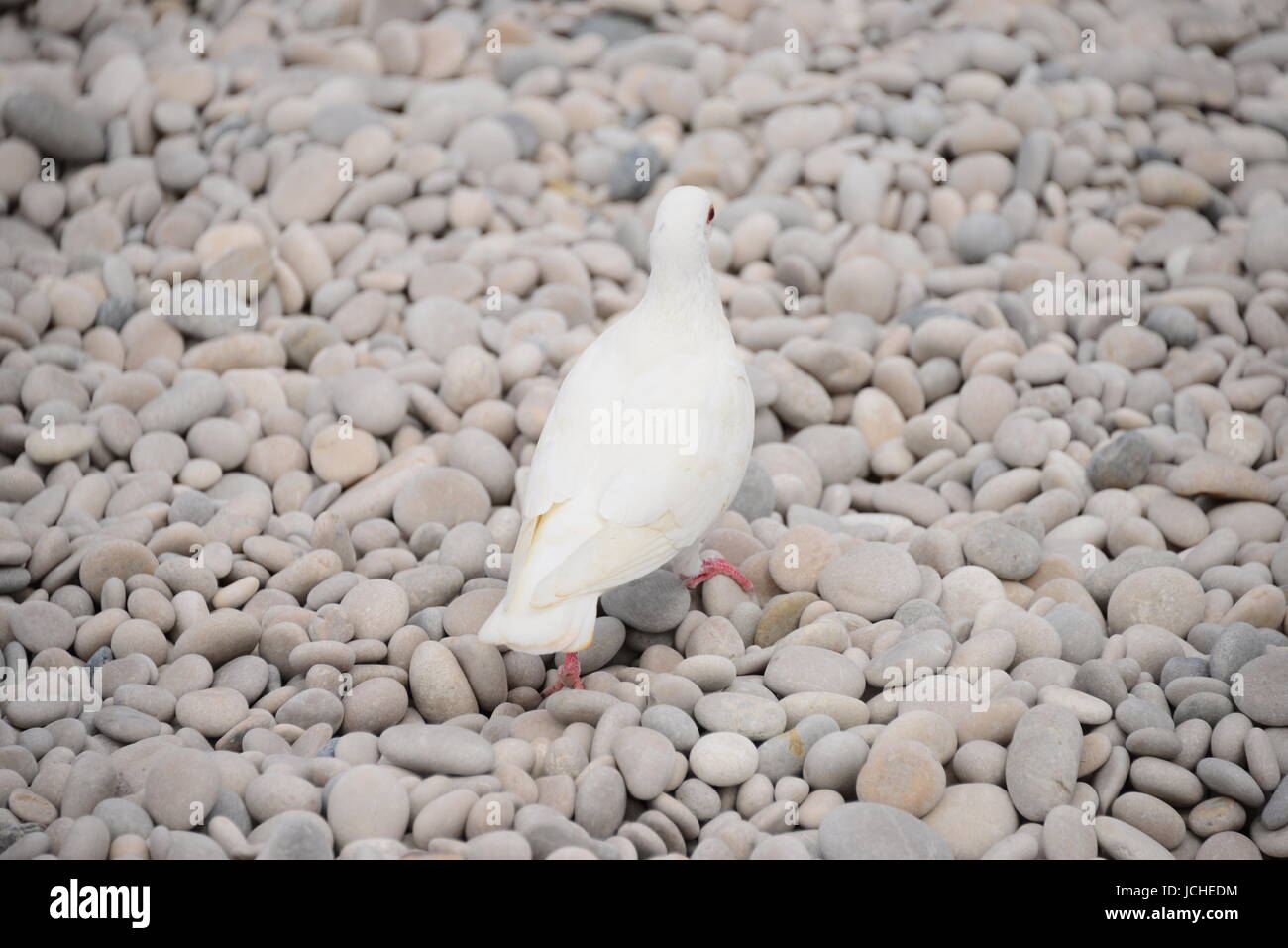 gulls in spain Stock Photo - Alamy