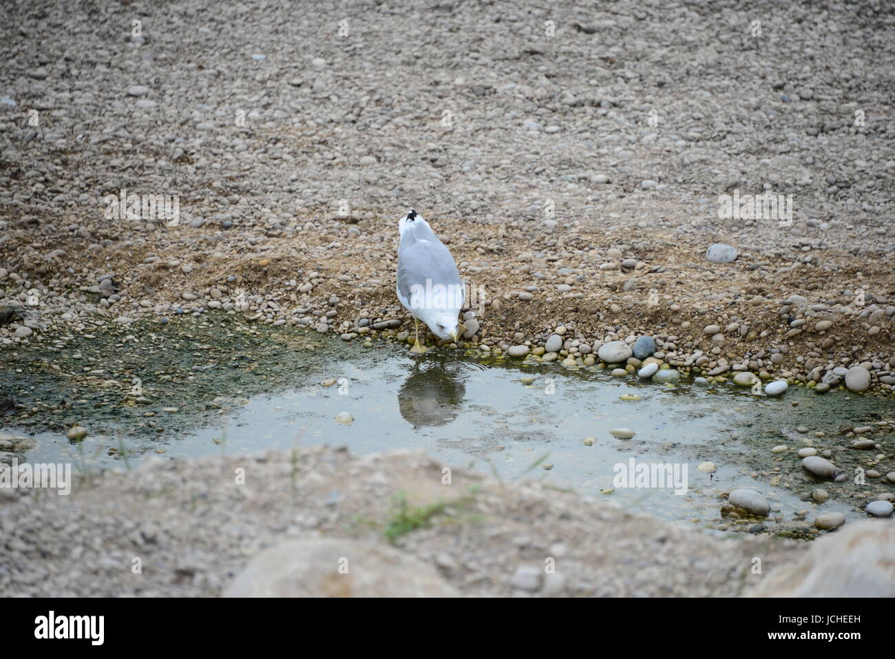 gulls in spain Stock Photo - Alamy
