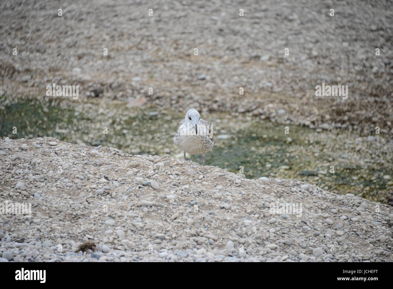 gulls in spain Stock Photo - Alamy