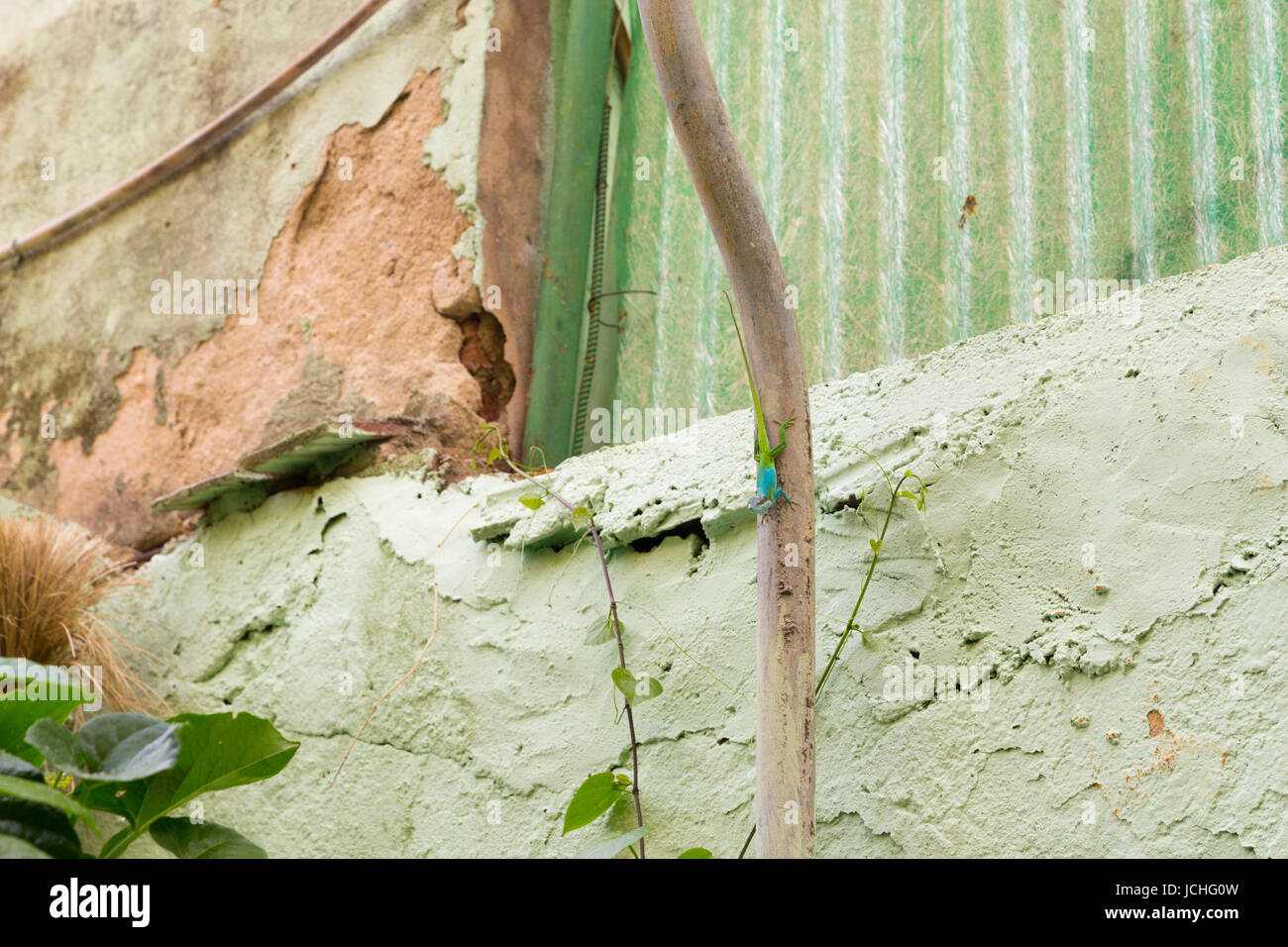 Common House Lizard High Resolution Stock Photography and Images - Alamy