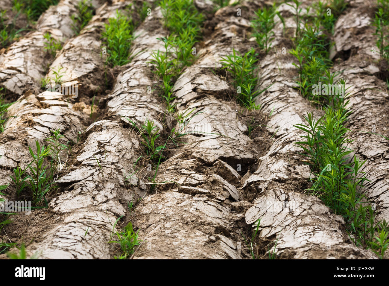 Dry arable land. Plowed agricultural field to grow crops. Shallow depth ...