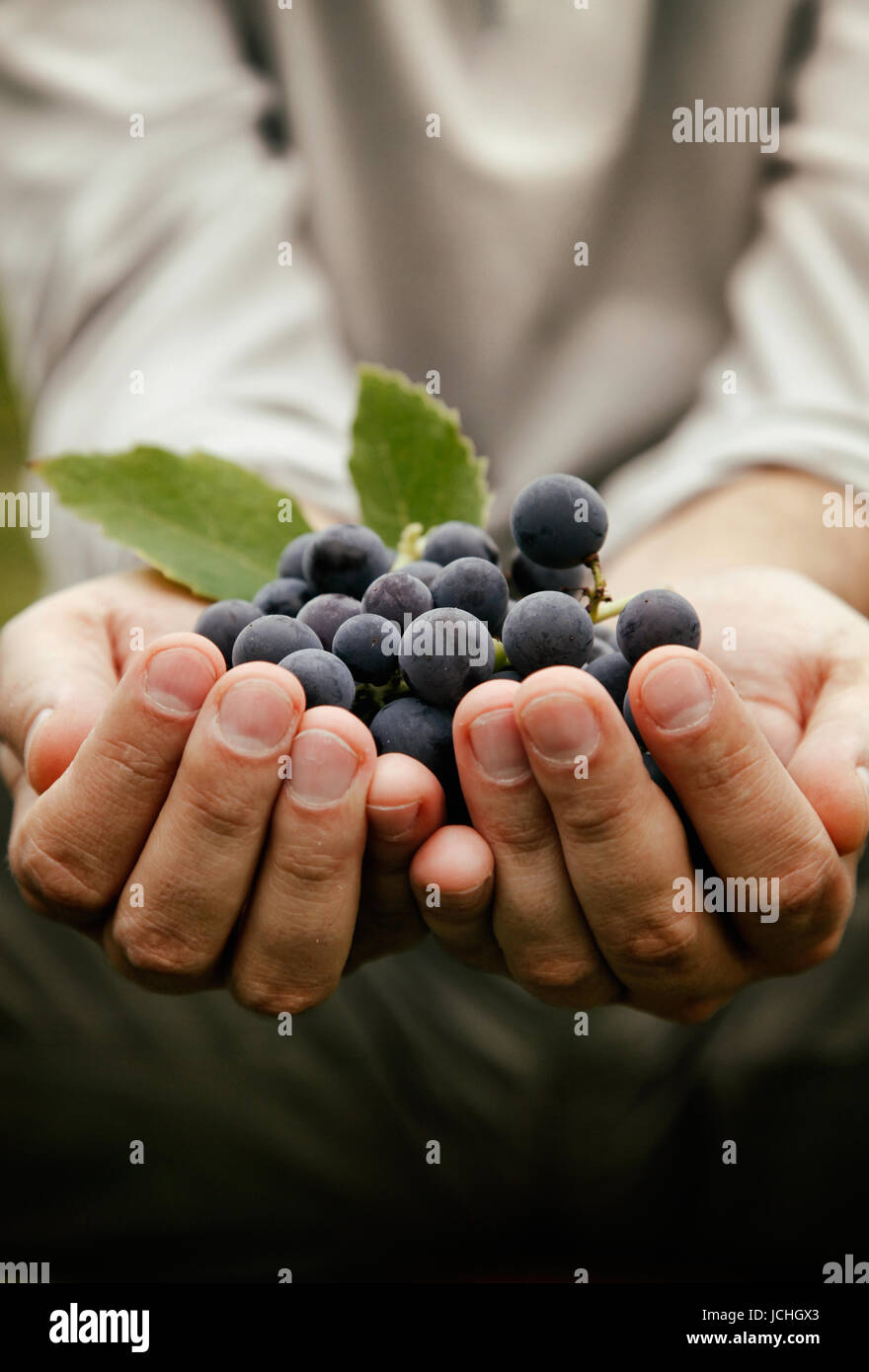 Grapes harvest. Farmers hands with freshly harvested black grapes Stock ...