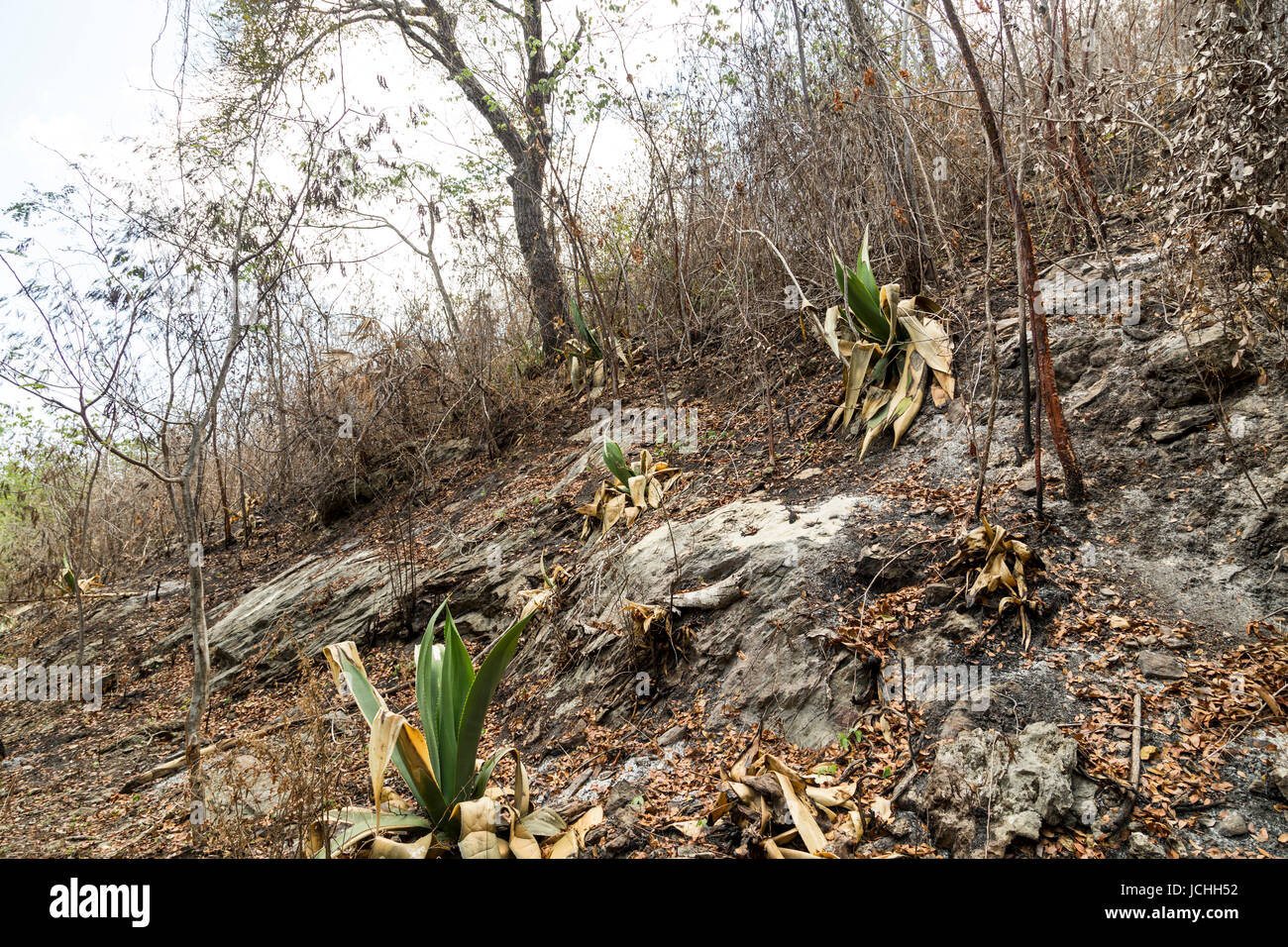Forest in Trinidad, Cuba Stock Photo - Alamy