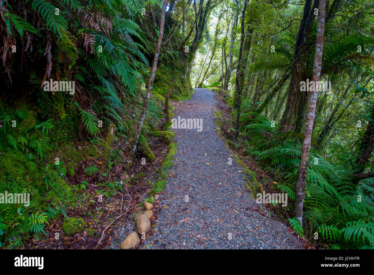 Pathway through dense temperate rainforest with fern trees in south ...