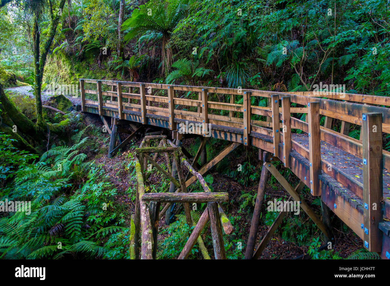 Bridge inside of dense temperate rainforest with fern trees in south ...