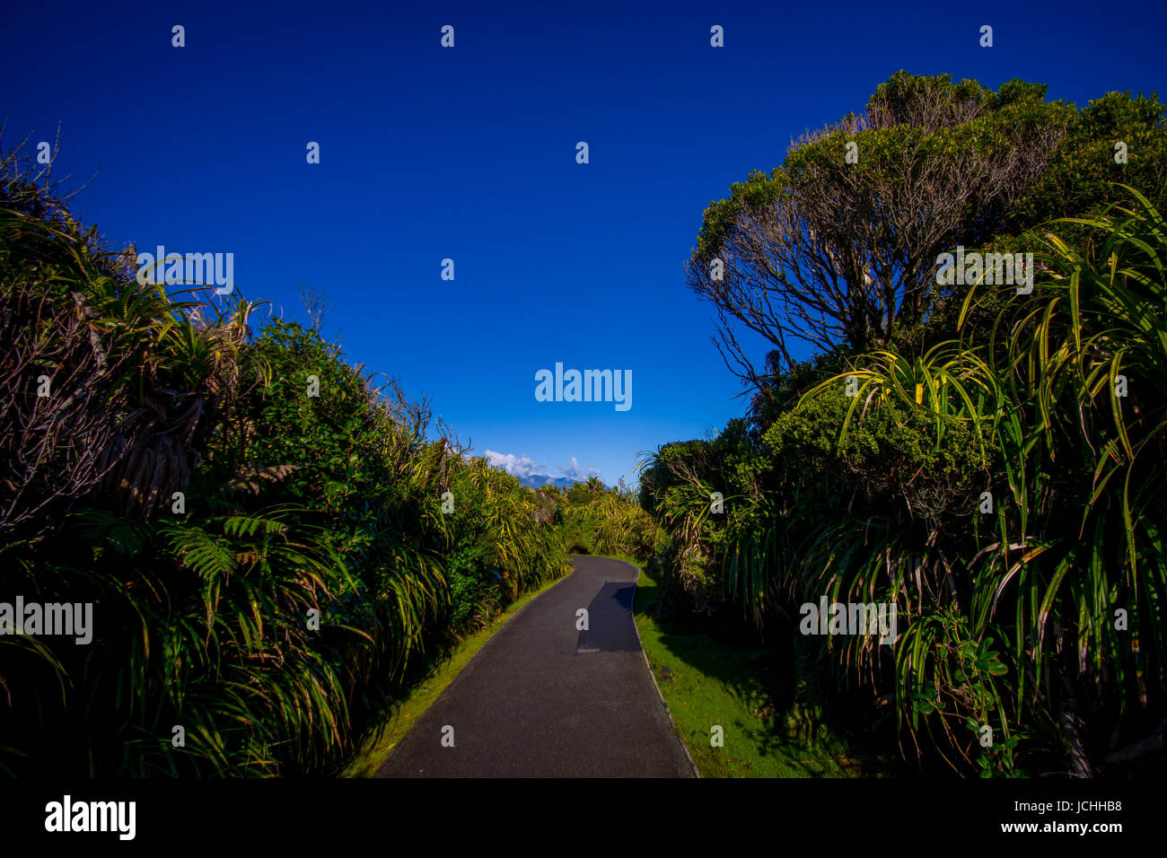 Asphalted pathway through temperate rainforest with trees in south ...