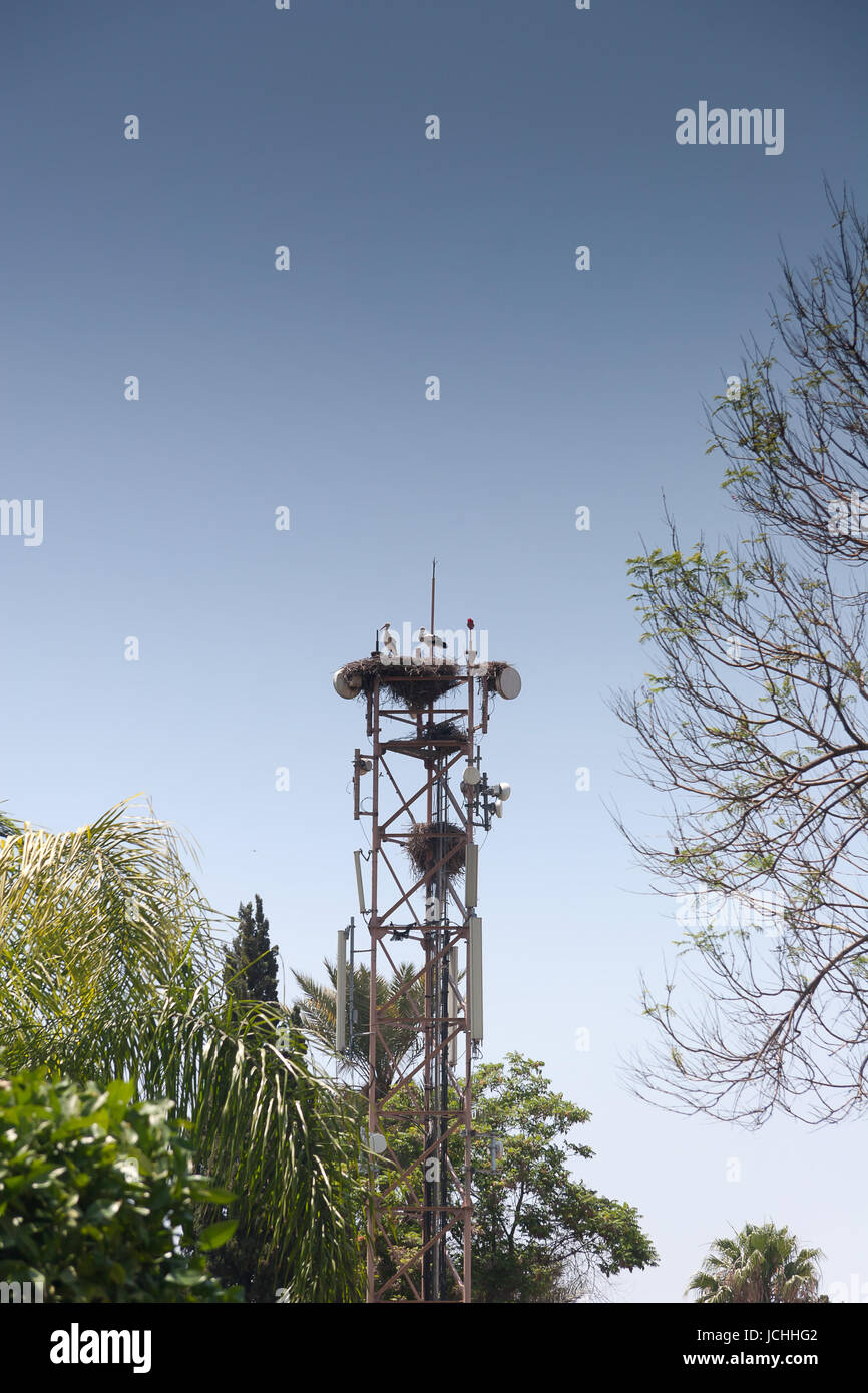 Cellular tower among trees Stock Photo - Alamy