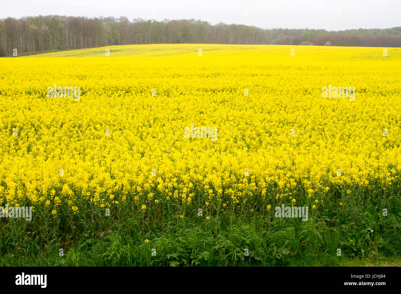 Bright-yellow fields of rapeseed (Brassica napus), also known as rape ...