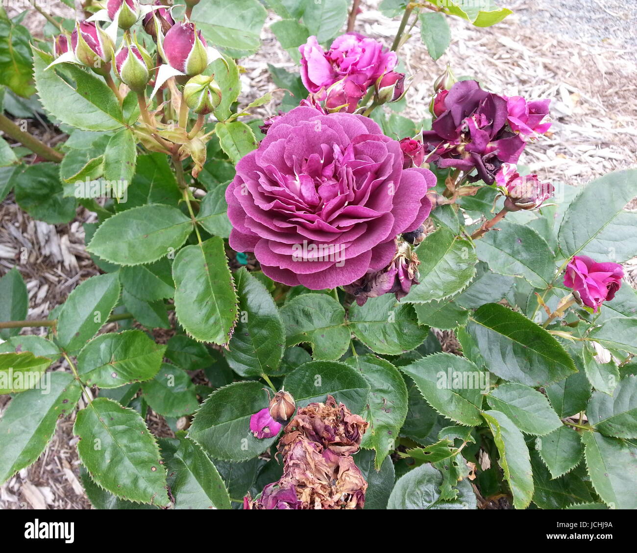Ebb tide rose hi-res stock photography and images - Alamy