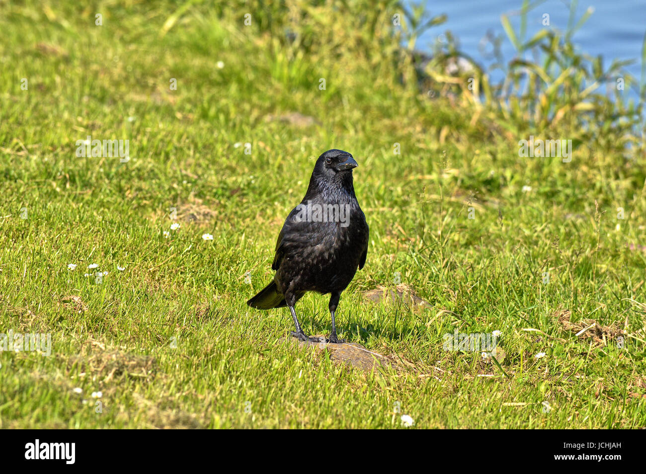 deep black birds Stock Photo - Alamy