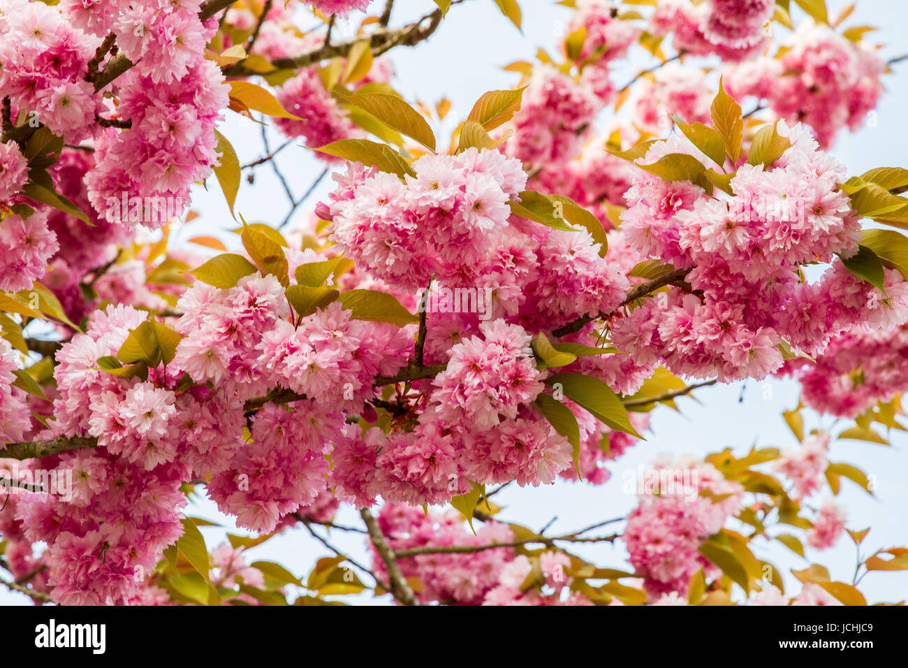 Cherry flowers in full blossom in spring in Normandy, France Stock ...