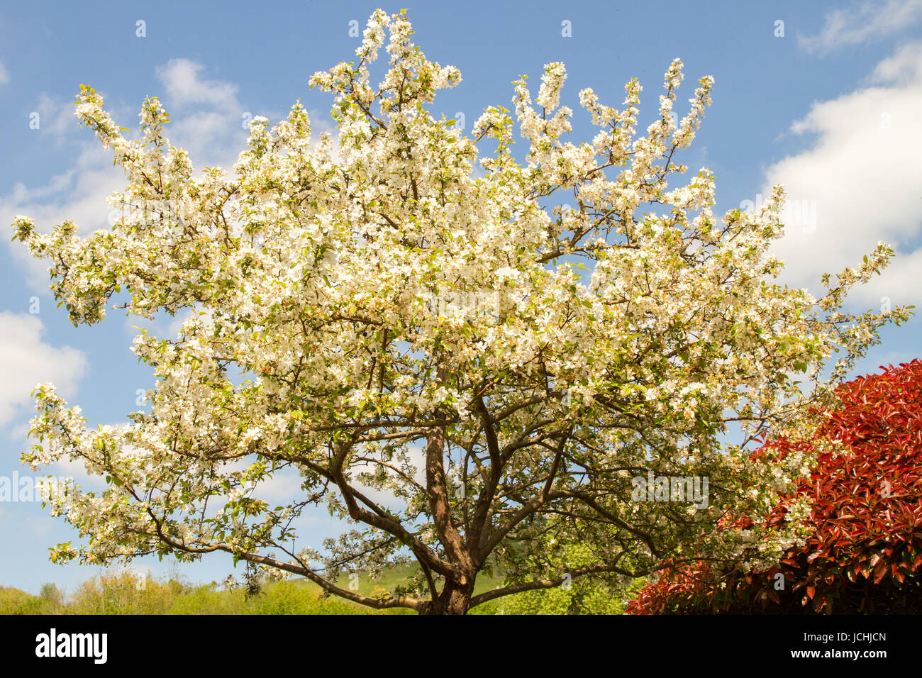 Cherry flowers in full blossom in spring in Normandy, France Stock ...