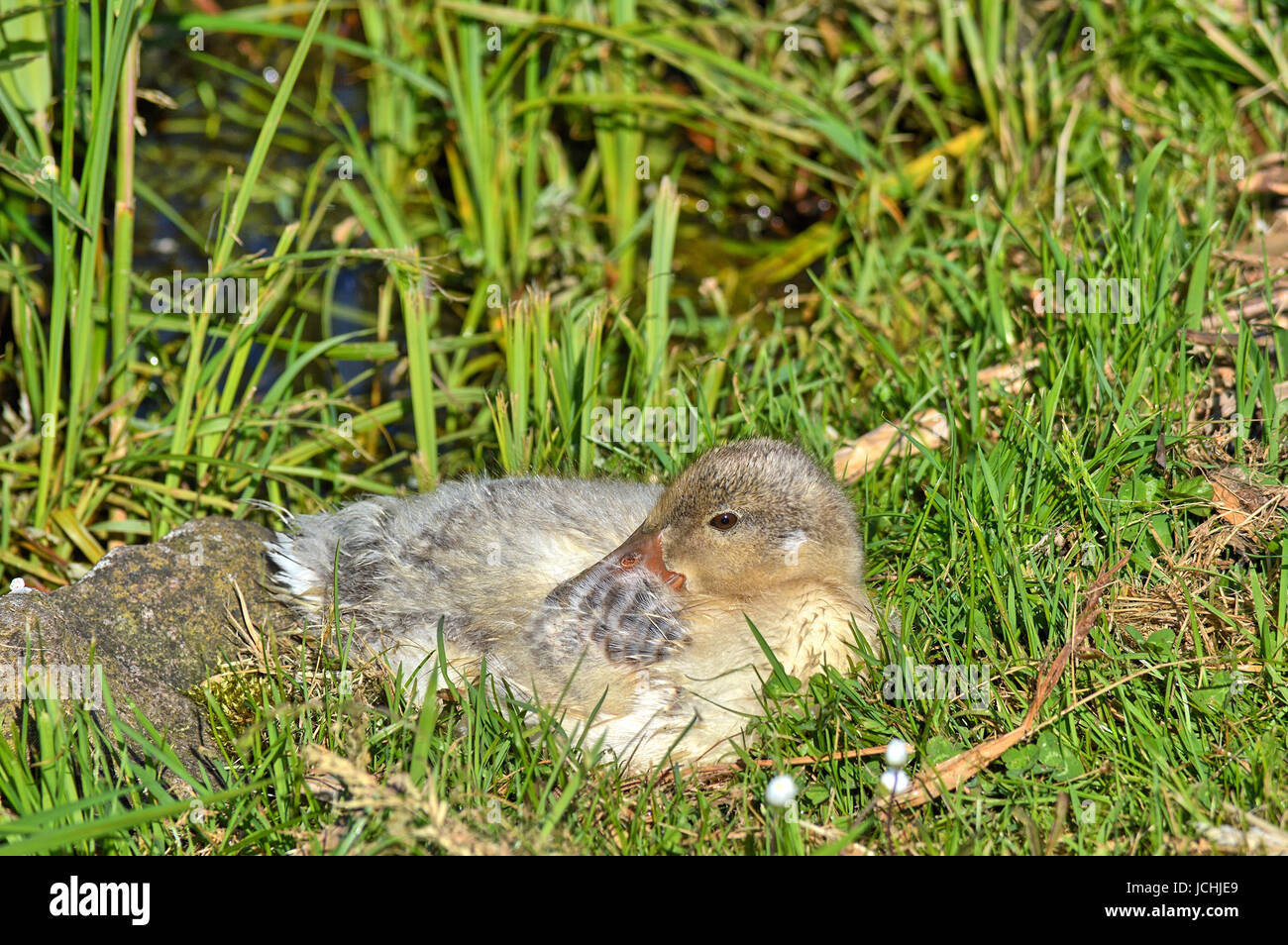 brown duck in a meadow Stock Photo - Alamy