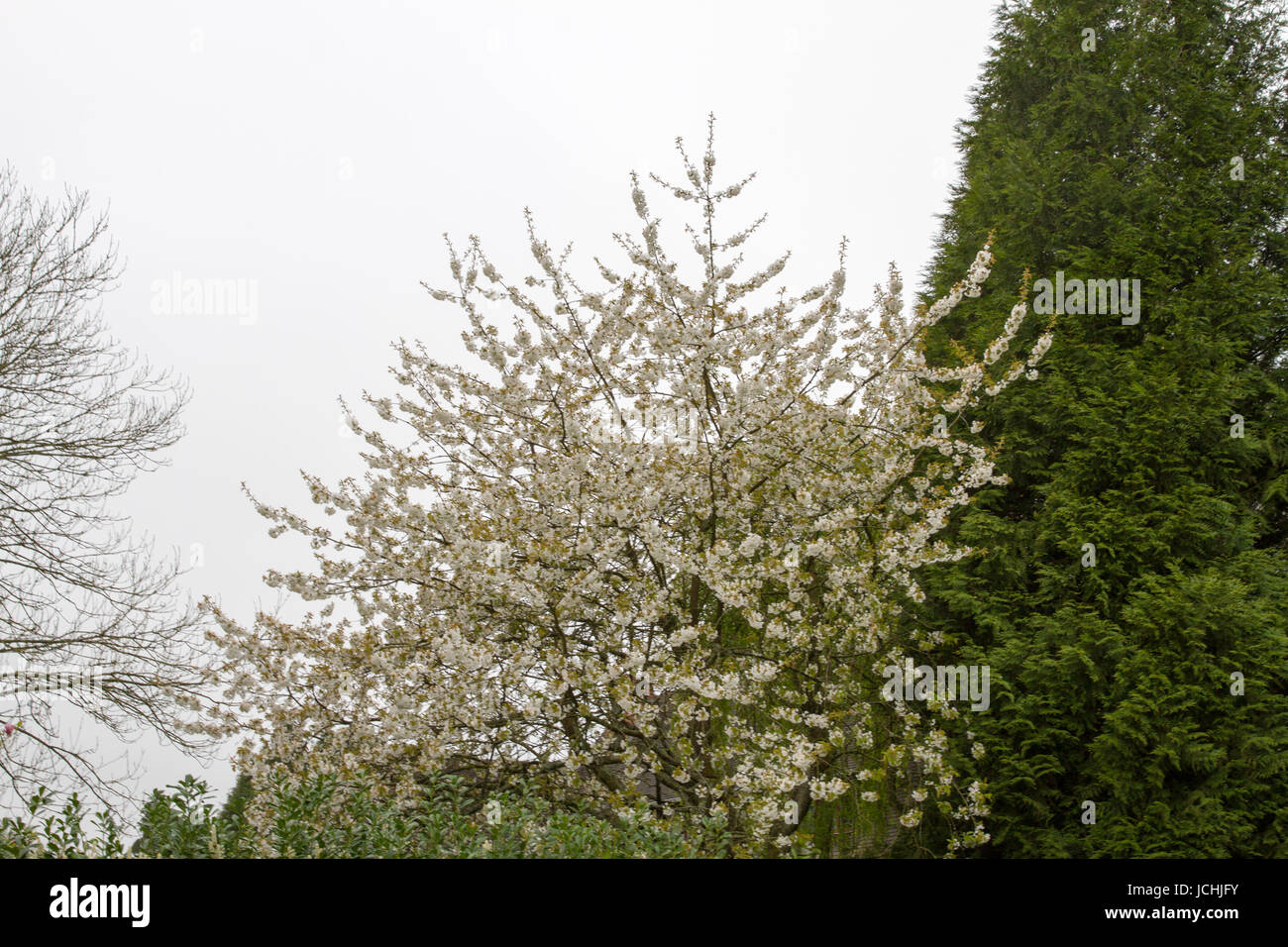 Trees in full white blossom in spring in Normandy, France Stock Photo ...