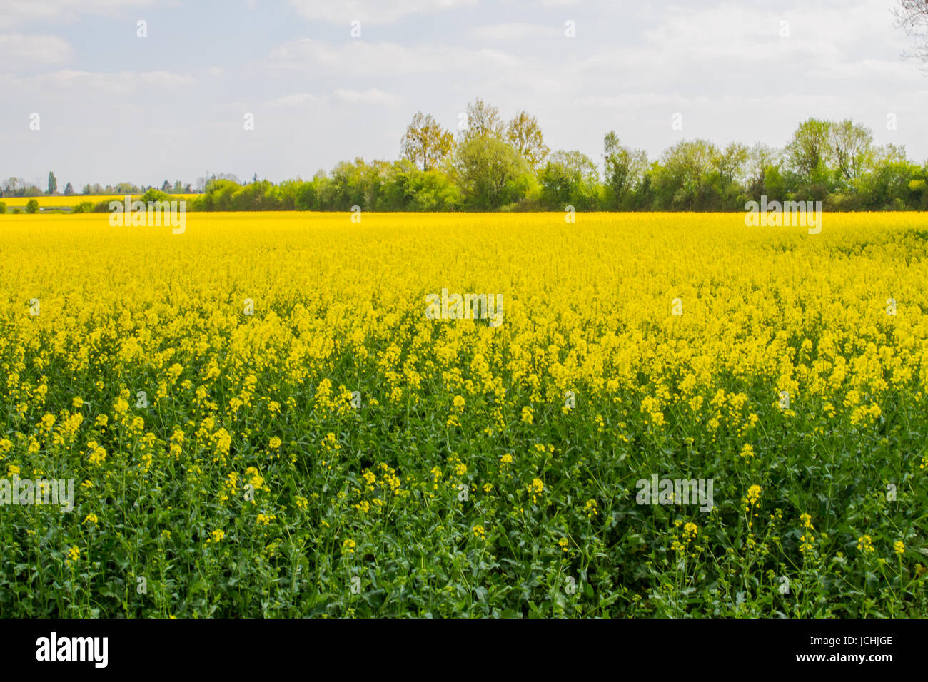 Bright-yellow fields of rapeseed (Brassica napus), also known as rape ...