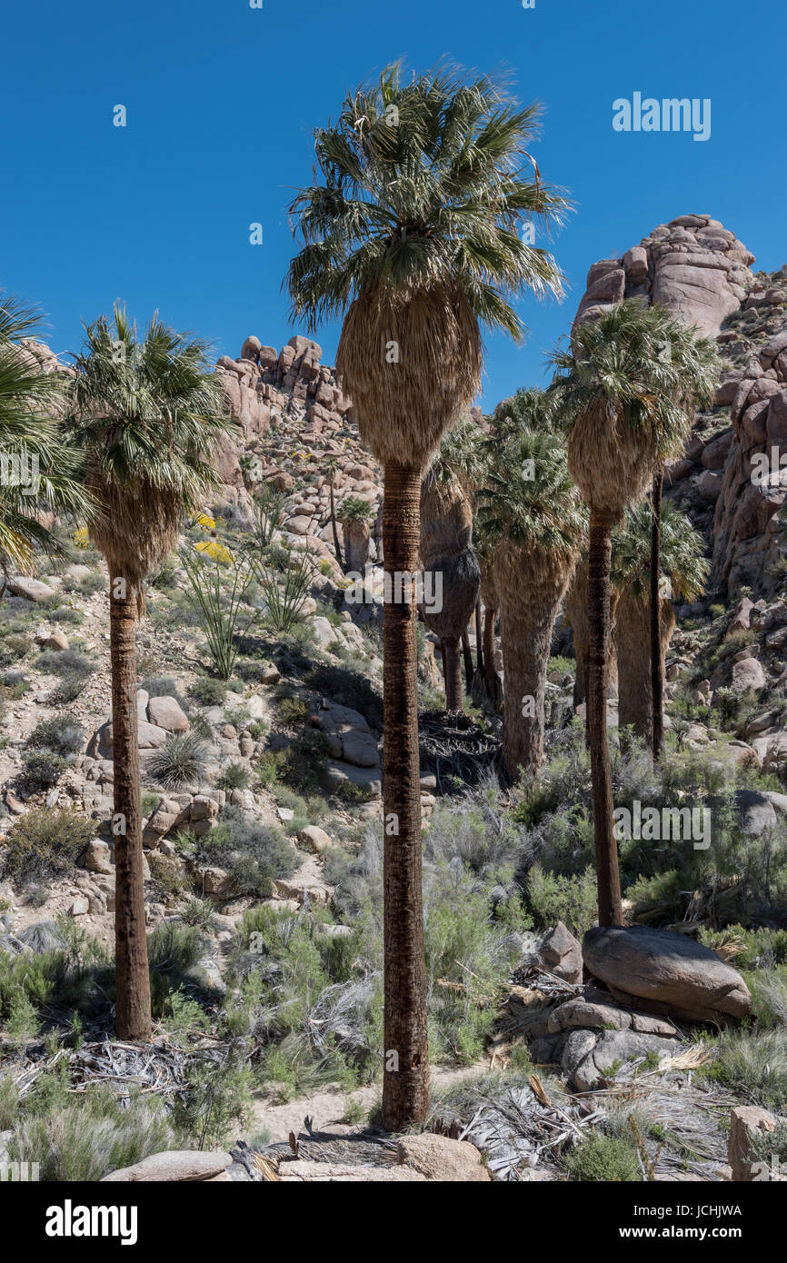 Palm trees in oasis hi-res stock photography and images - Alamy