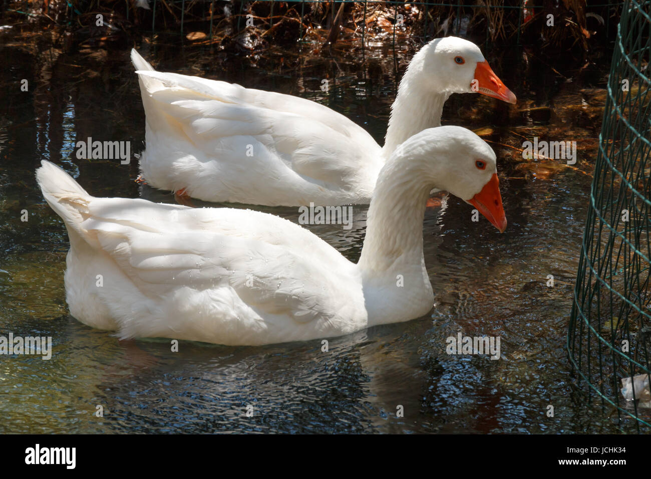 Shooting wild ducks hi-res stock photography and images - Alamy