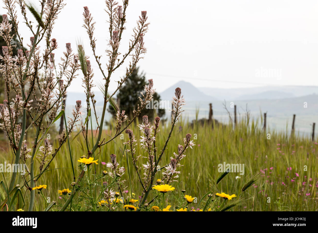 Hillock and vegetation Stock Photo - Alamy