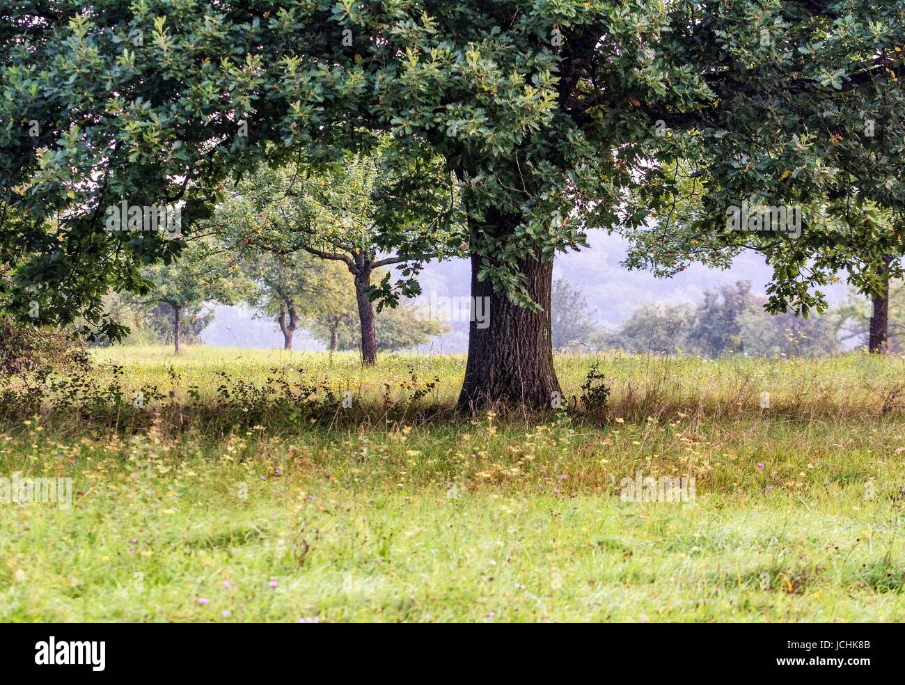 deciduous tree oak Stock Photo - Alamy