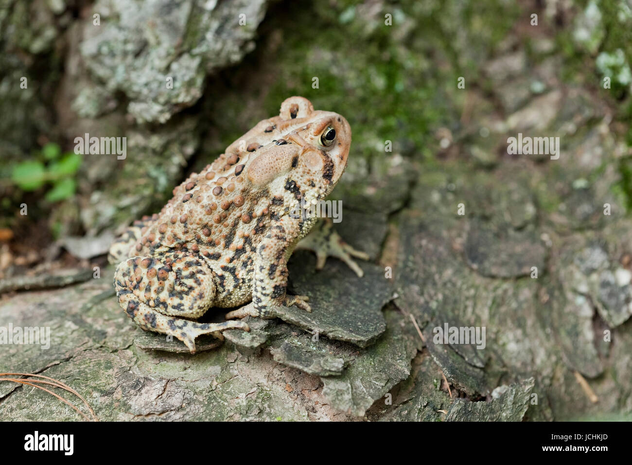 North-American Fowler's Toad - Virginia USA Stock Photo - Alamy