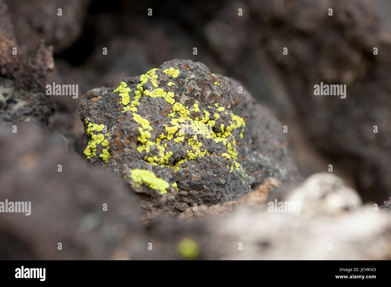 Lichens on rock (Epilithic crustose lichen) - Arizona, USA Stock Photo ...