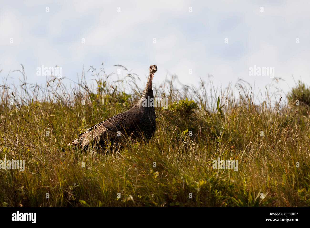 A female North-American wild turkey (Meleagris gallopavo) in grassy ...