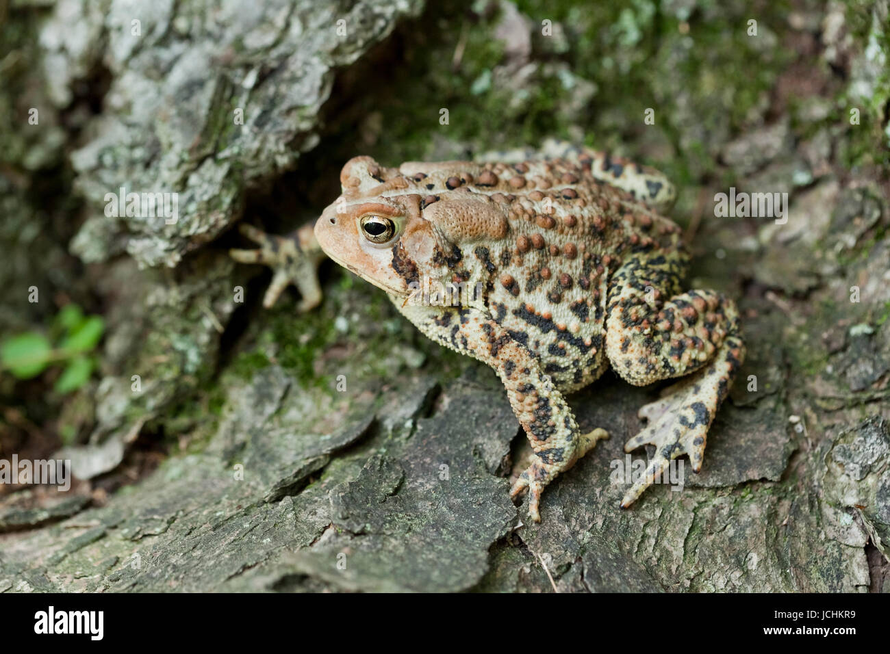 North-American Fowler's Toad - Virginia USA Stock Photo - Alamy