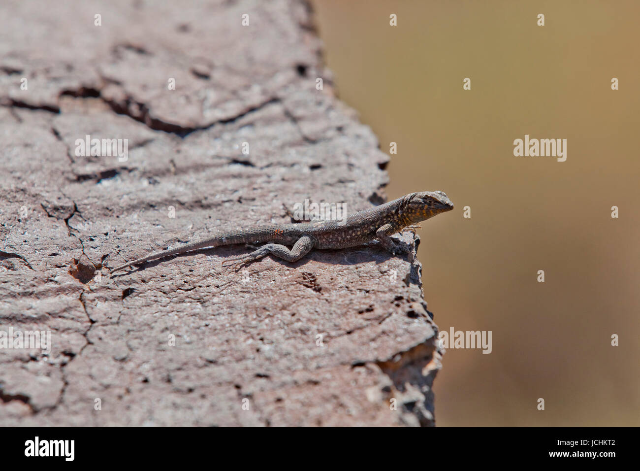 Desert lizards hi-res stock photography and images - Alamy
