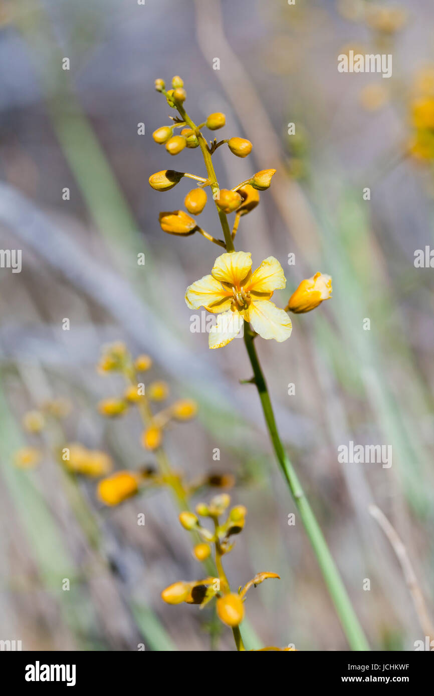 Close up view of Desert senna bush flowers (Senna armata) - Mojave ...