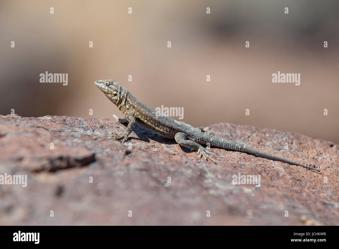Desert lizards hi-res stock photography and images - Alamy