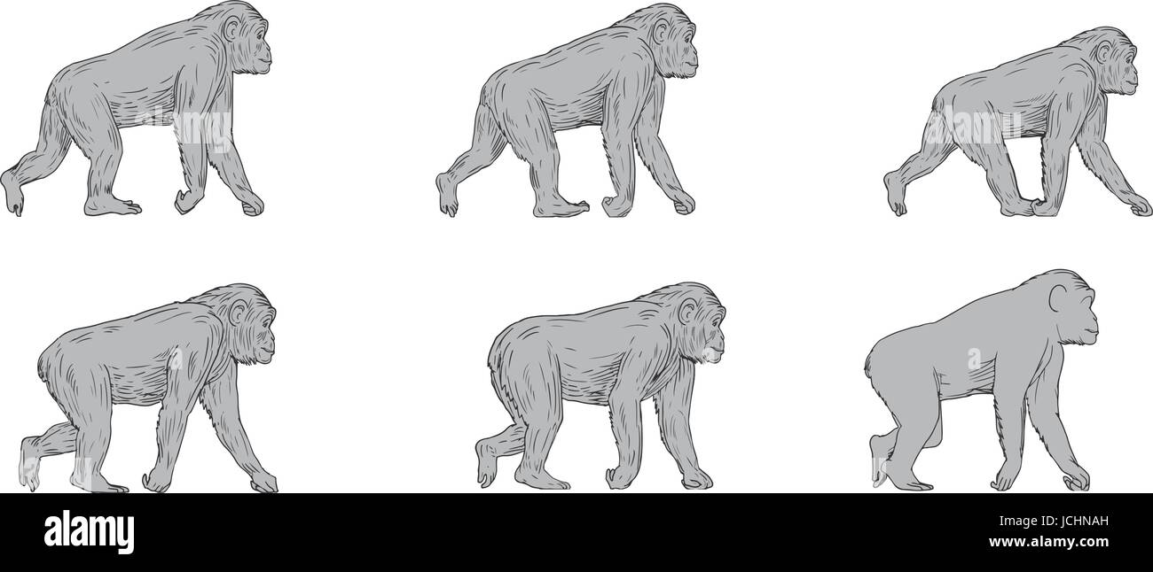 Collection set of illustrations of a chimpanzee walking viewed from the ...
