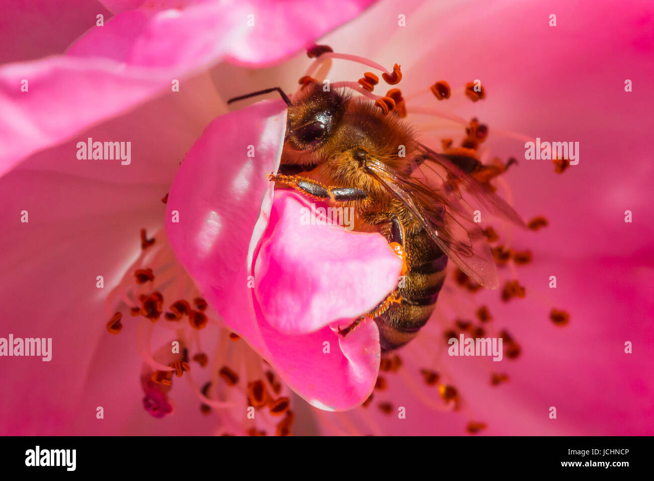 honey bee - Honigbiene Stock Photo - Alamy