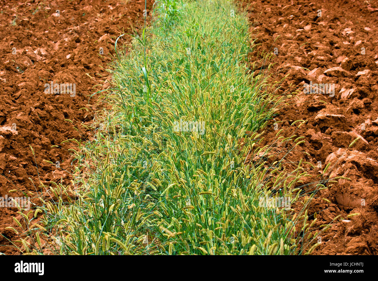 acker with fresh corn Stock Photo - Alamy