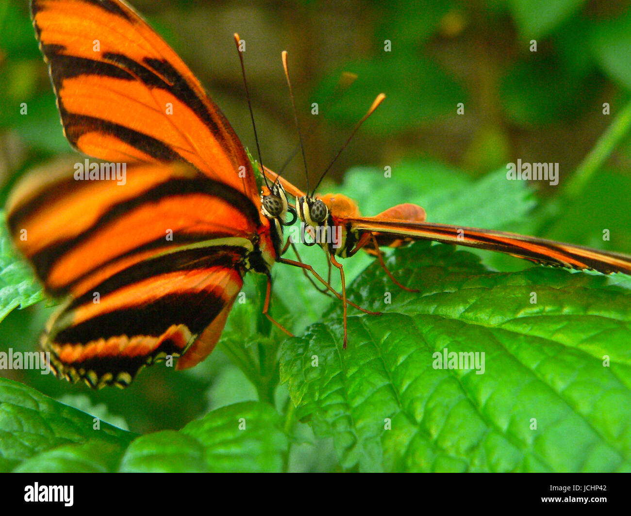 Butterfly Conservatory Niagara (Ontario) Canada Stock Photo - Alamy