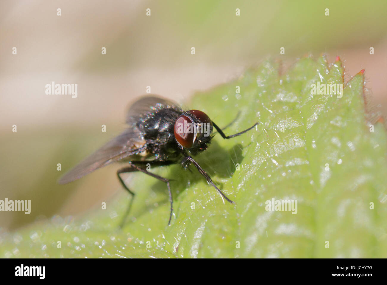 A lesser house fly in the sun Stock Photo - Alamy