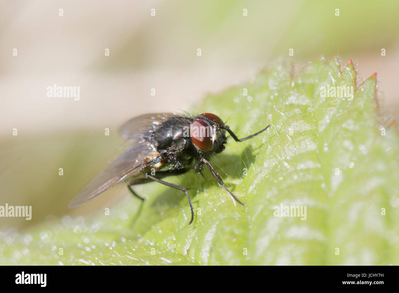 A lesser house fly in the sun Stock Photo - Alamy