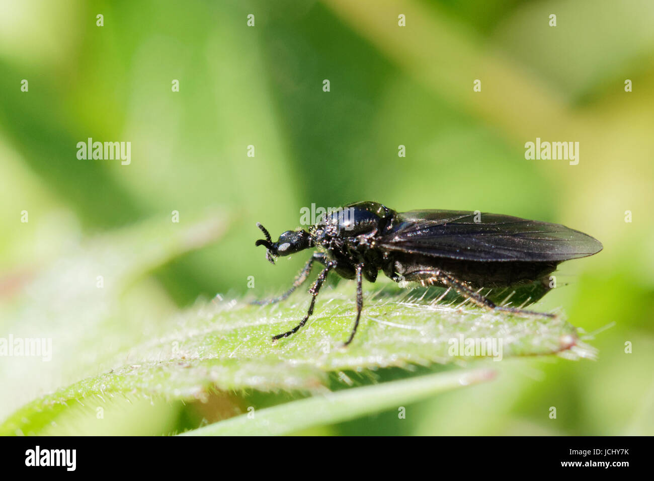 These insects are a common sight, swarming in May Stock Photo - Alamy