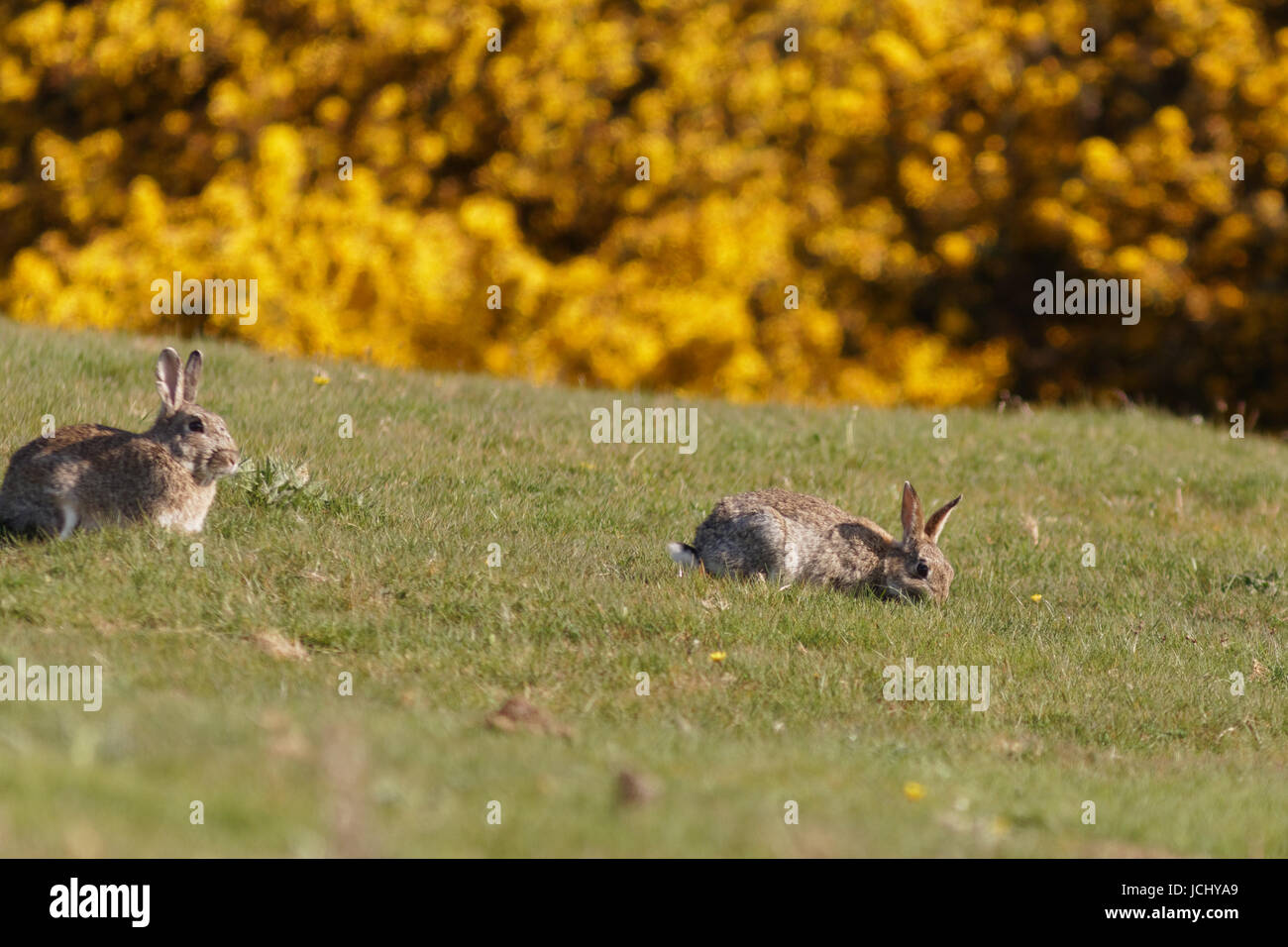 Rabbits grazing by gorse bushes Stock Photo - Alamy