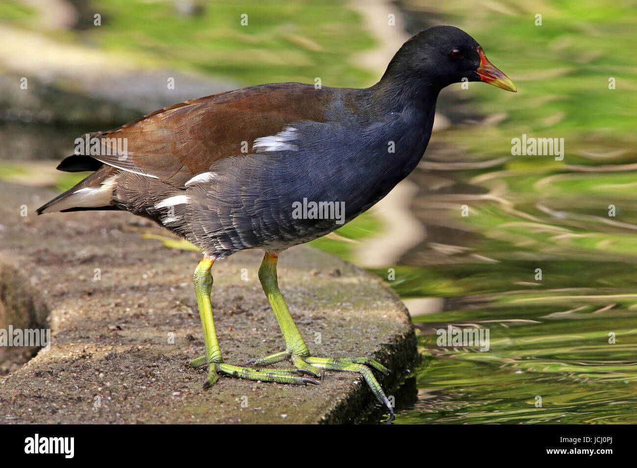 waterfowl landscape format Stock Photo - Alamy
