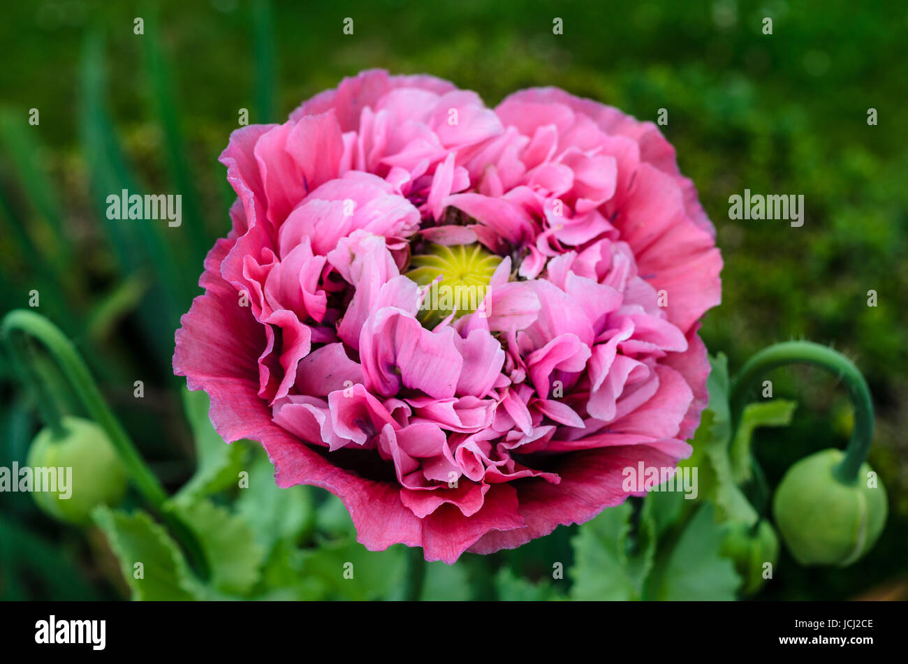Double bloom hi-res stock photography and images - Alamy