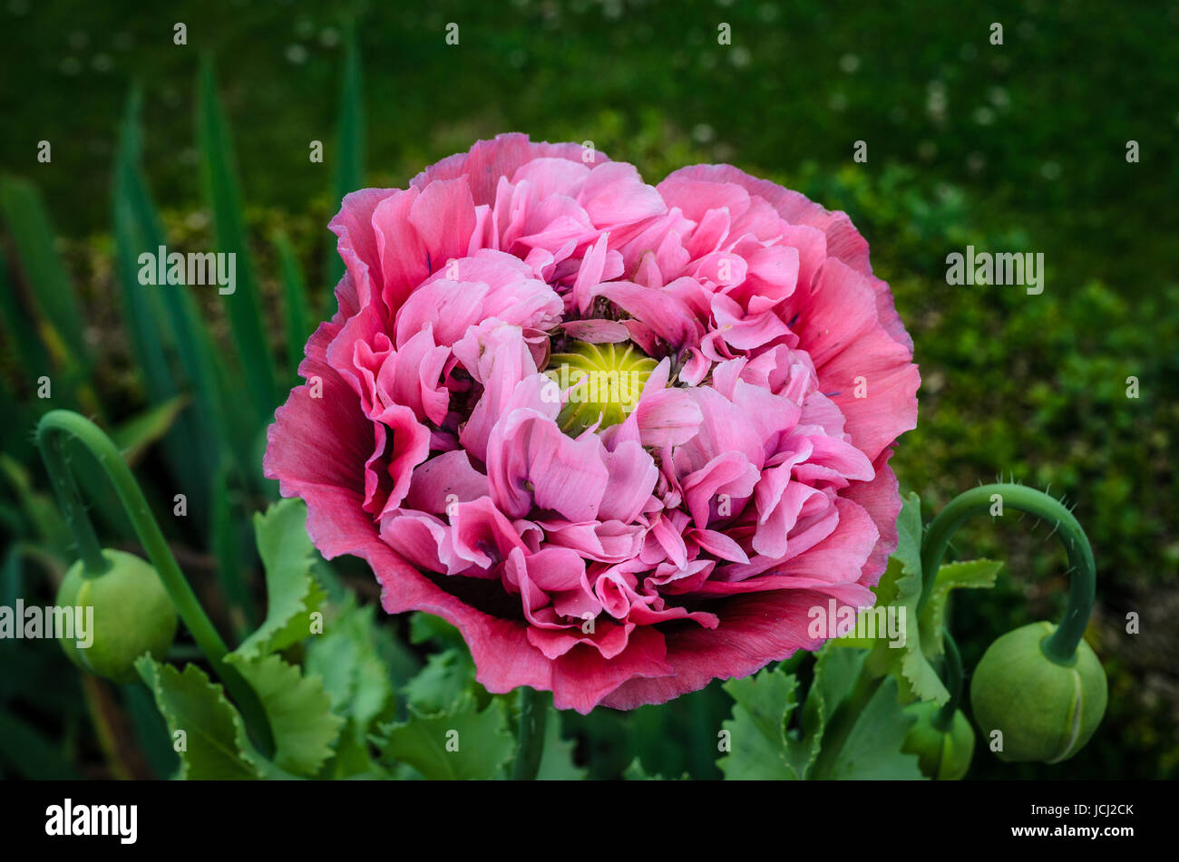 Double bloom hi-res stock photography and images - Alamy