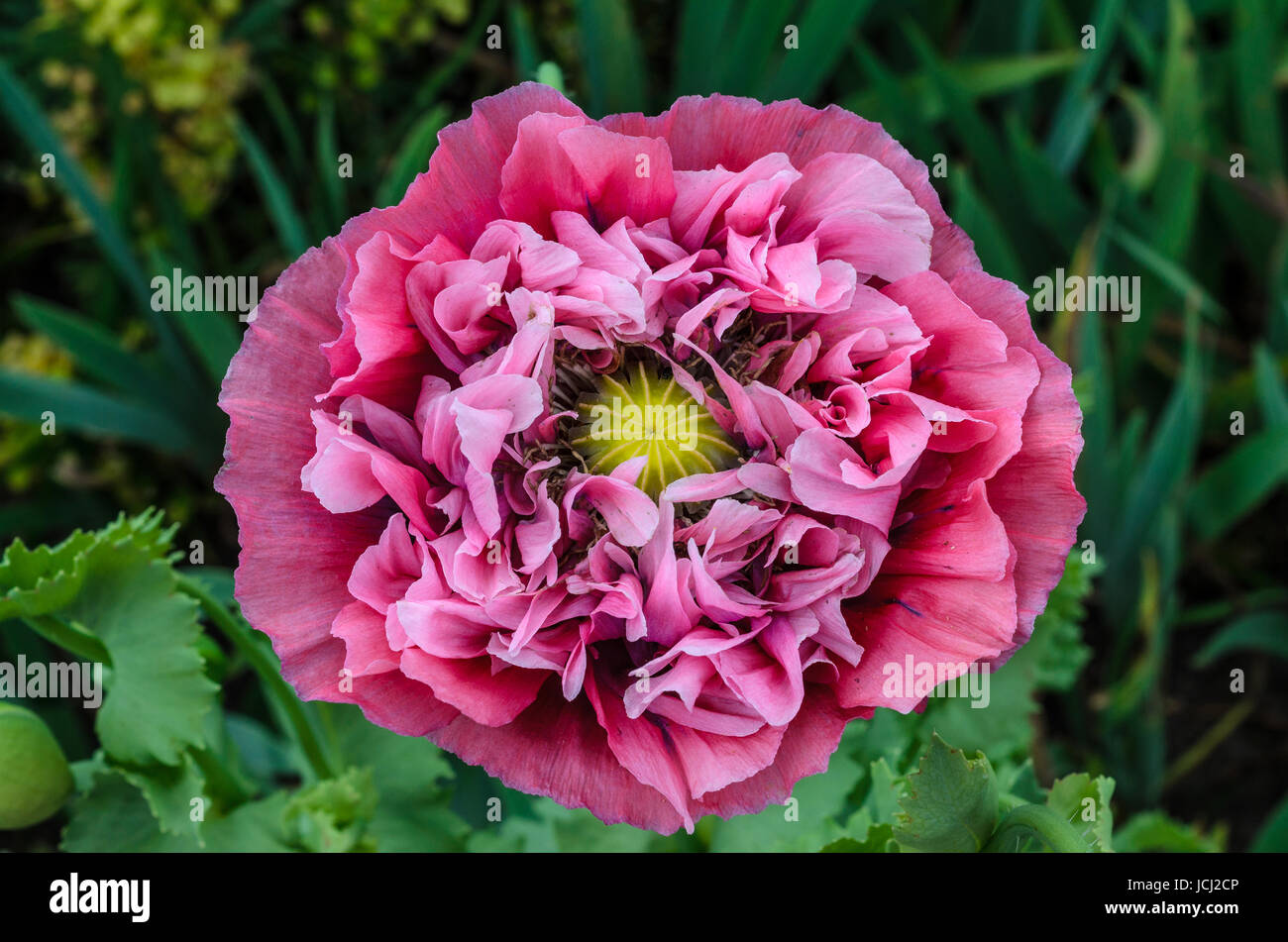 Double pink opium poppy papaver hi-res stock photography and images - Alamy